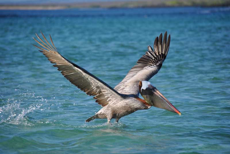 Going to the Galapagos - Imaginative Traveller